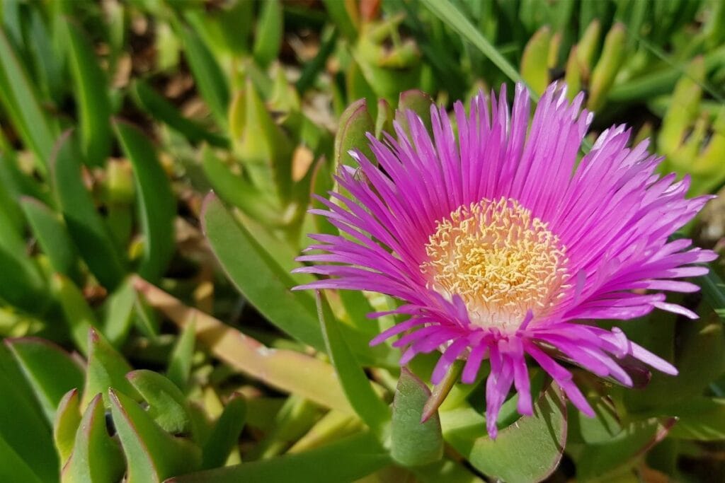 20 Weird Fruits That Start With E (Watch out for #20!)