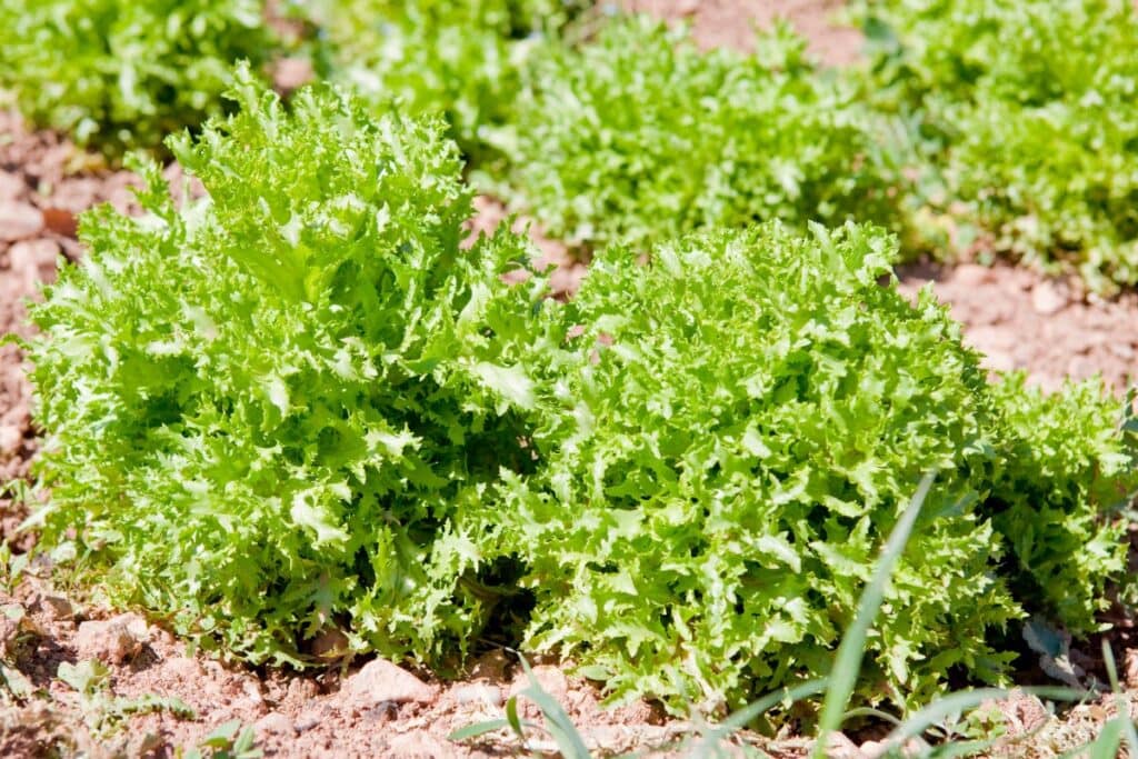 25 Surprising and Unusual Vegetables That Start With F!