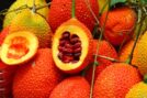 26 Fruits That Start With G (From Gac to Goji!)