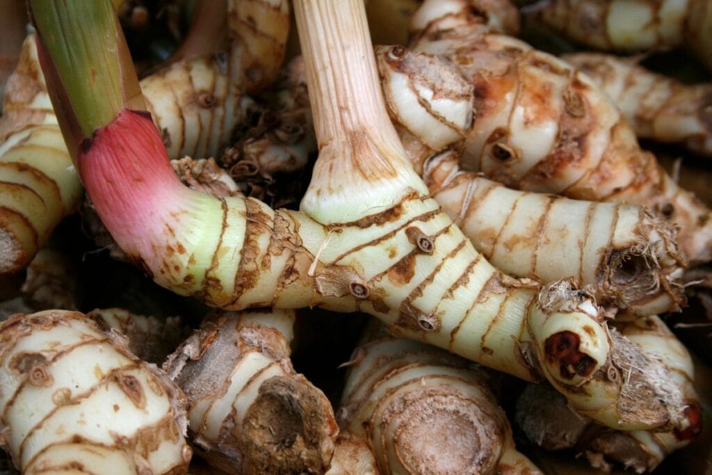 16 Vegetables That Start With G: The Ultimate List!