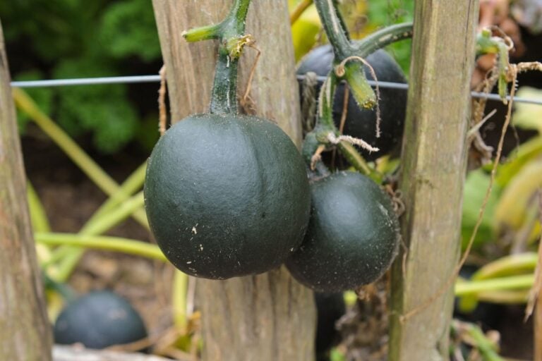 16 Vegetables That Start With G: The Ultimate List!