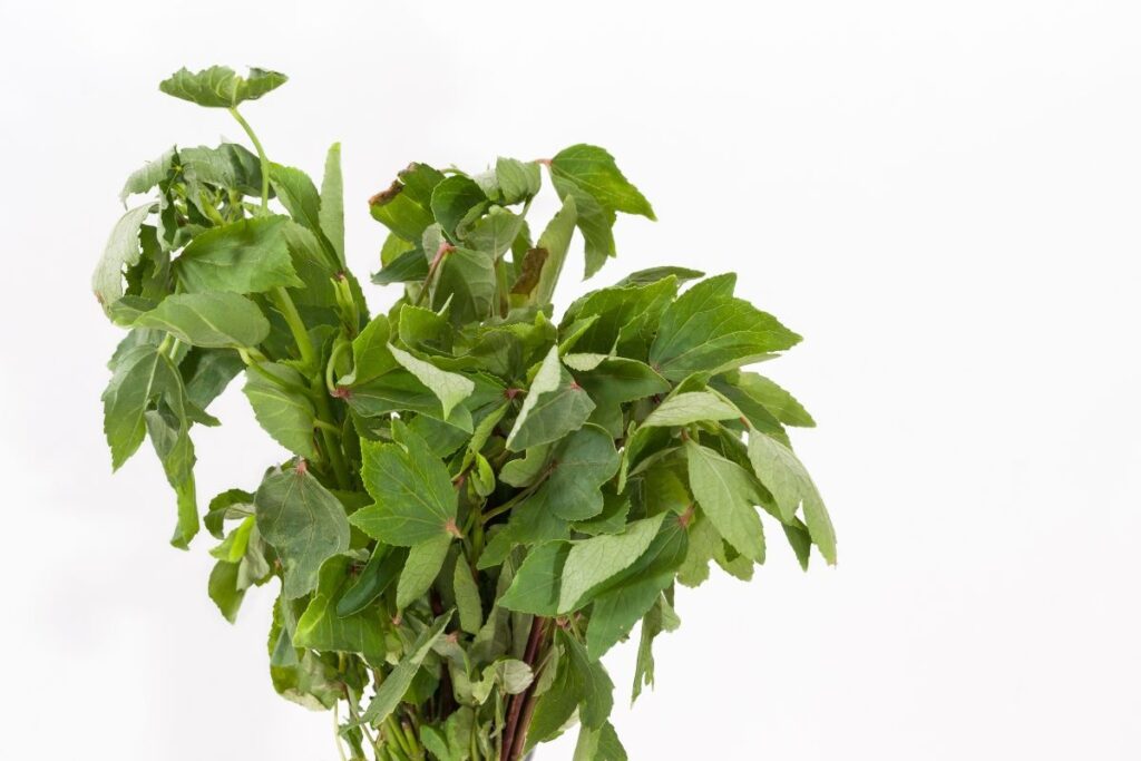 70+ Foods That Start With G (All Bases Covered!)