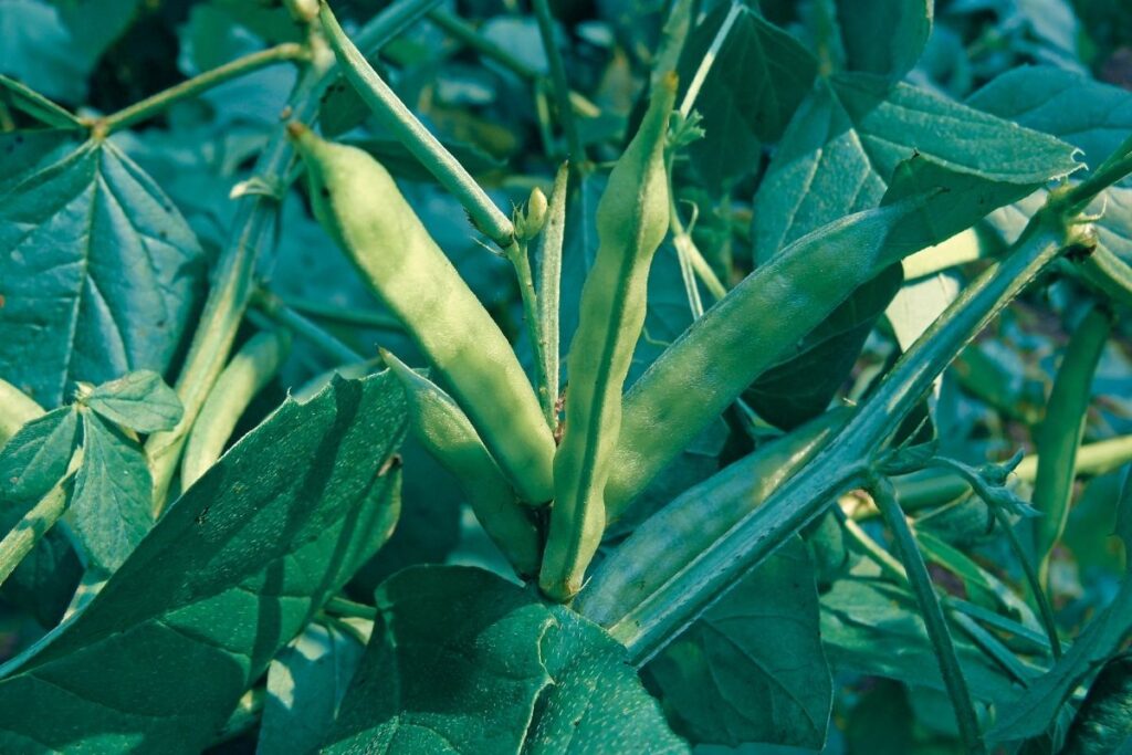 16 Vegetables That Start With G: The Ultimate List!