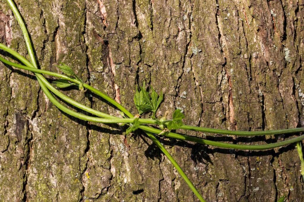 22 Exceptional Vegetables That Start With H (2026)