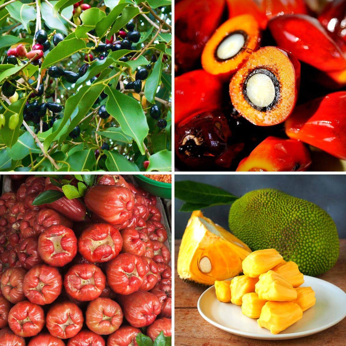 14 Fruits That Start With J From All Over The World 2023 