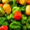 22 Exceptional Vegetables That Start With H (2026)