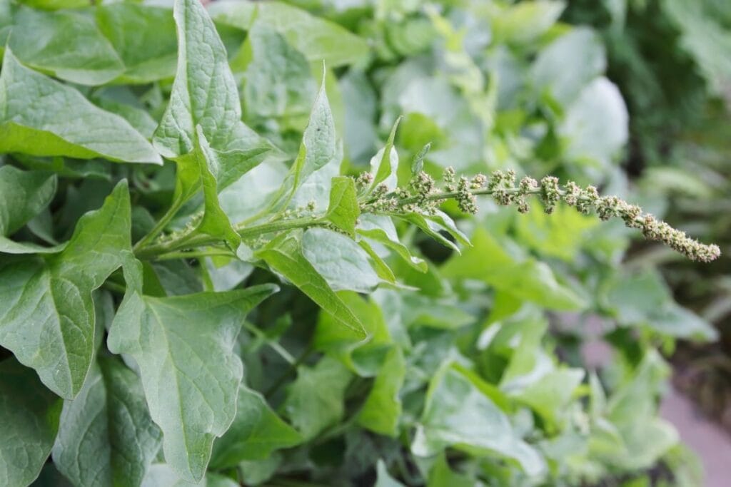 16 Vegetables That Start With G: The Ultimate List!