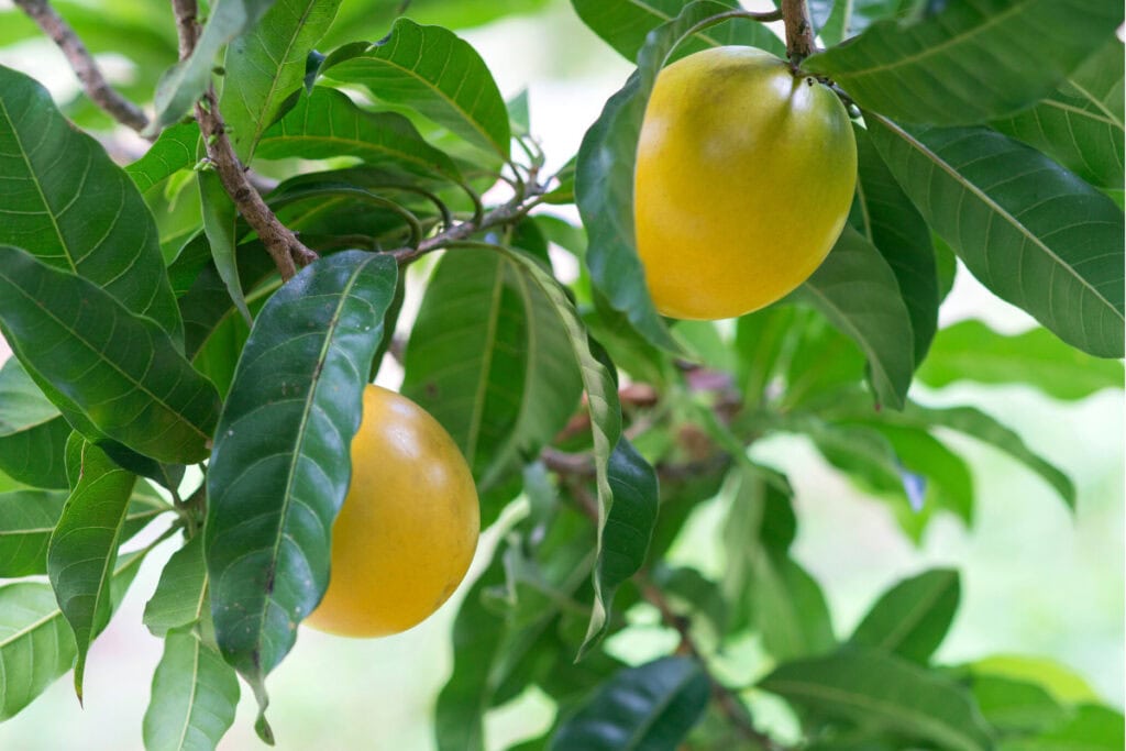 25 Fascinating Fruits That Start With A: #23 is weirdtasty!