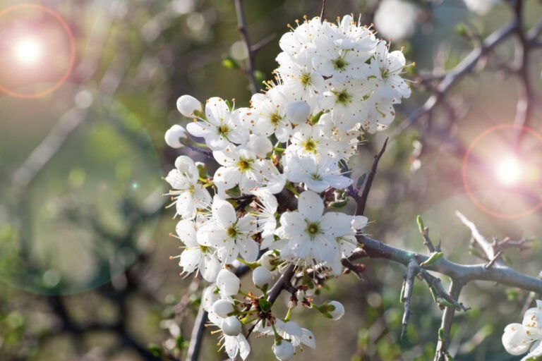 70 Surprising and Fascinating Foods That Start With A!