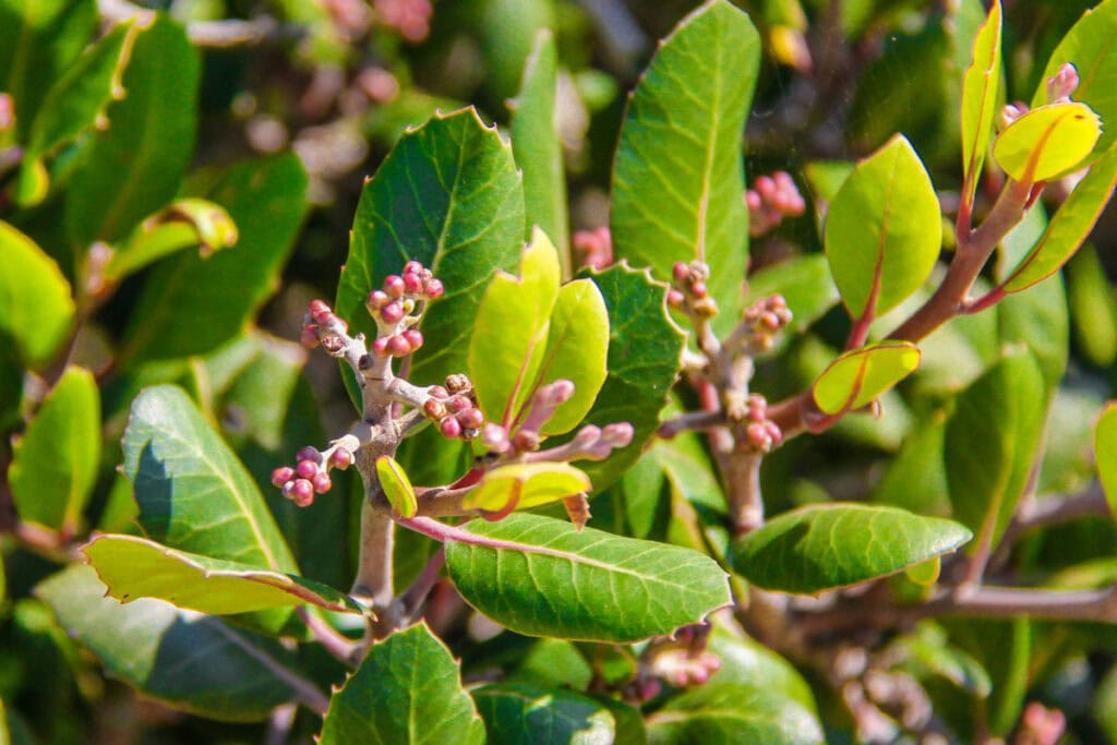 25 Surprising Fruits Starting With L: Heard of #10?