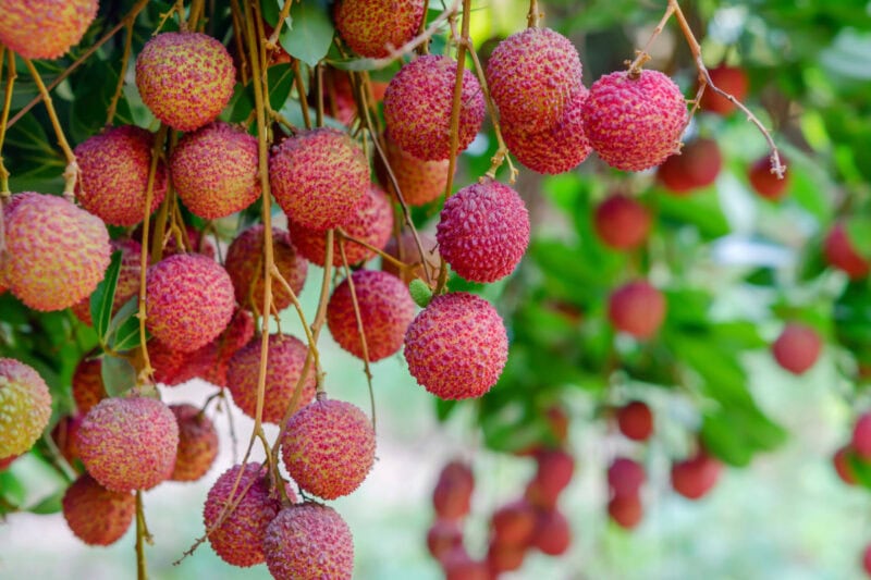 25 Surprising Fruits Starting With L: Heard of #10?