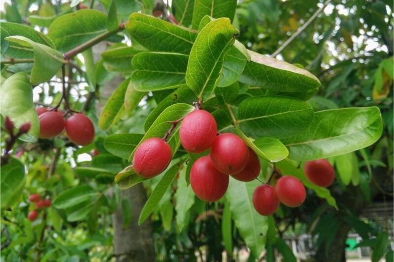 56 Weird And Wonderful Foods That Start With K!