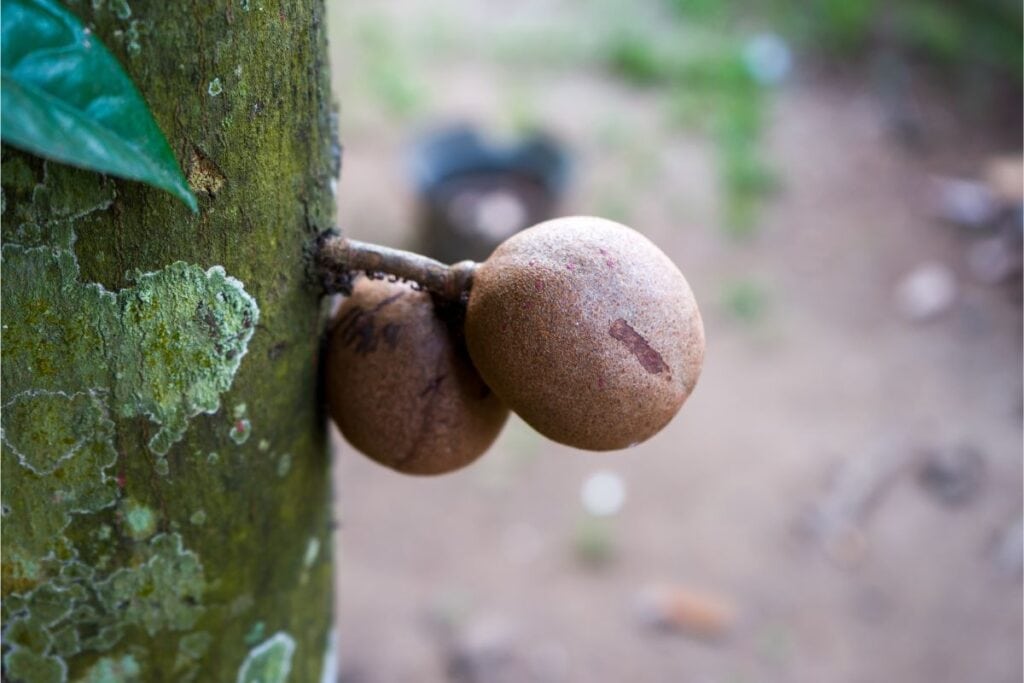 24 Surprising Fruits That Start With K: Not just kiwi!