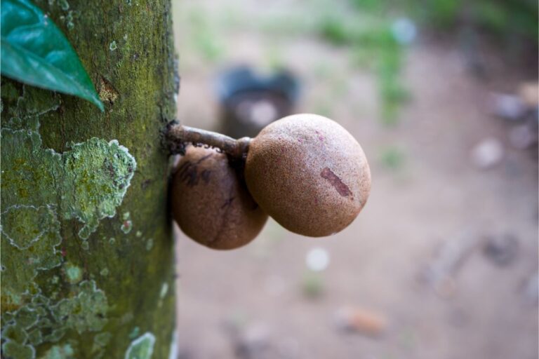 56 Weird And Wonderful Foods That Start With K!