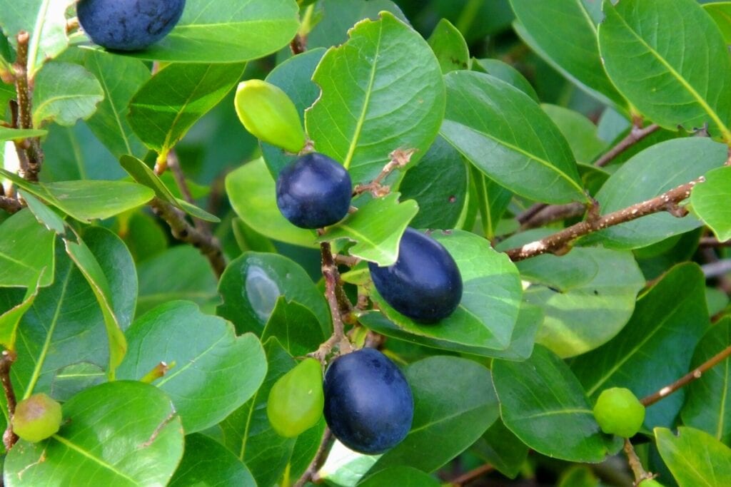 60 Fantastic Foods That Start With I: 2025 Edition!