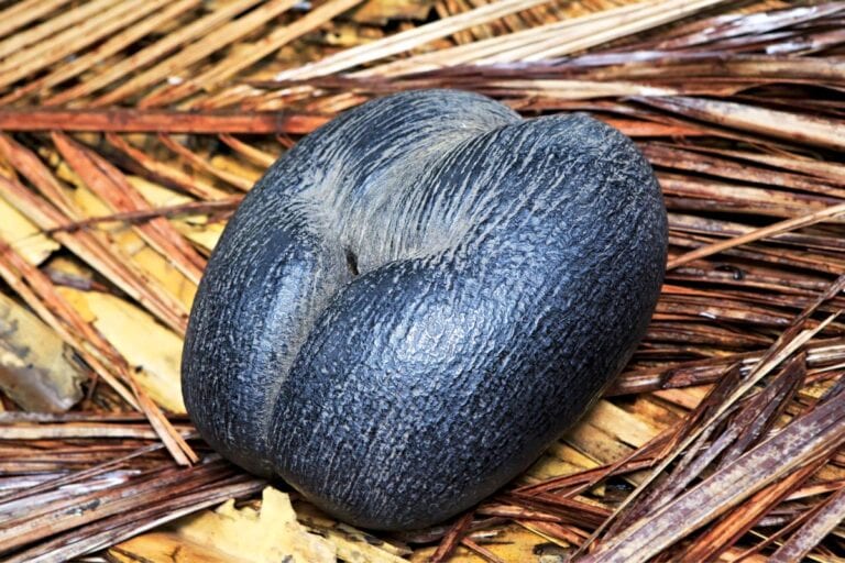 22 Fruits That Start With D