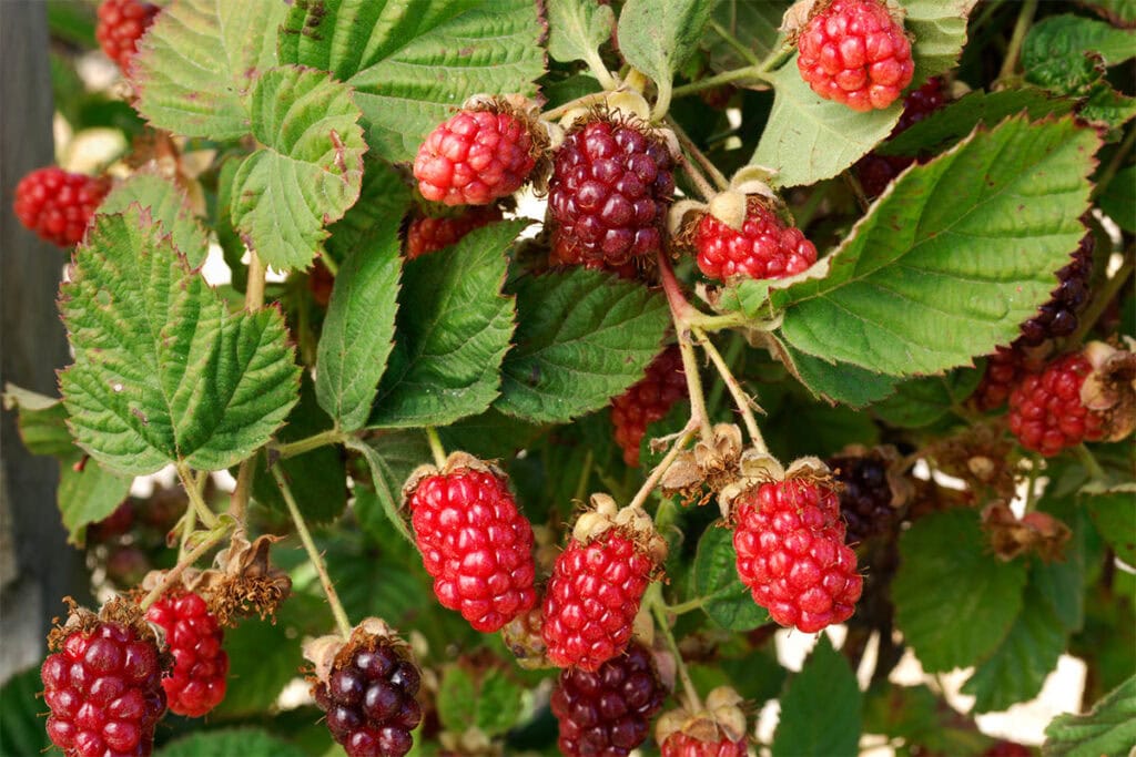 A Full List Of Surprising Fruits That Start With O (2025 edition ...