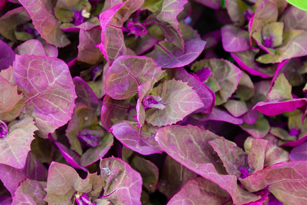 All 12 Vegetables That Start With O (did you know #3?) - Hurry The Food Up
