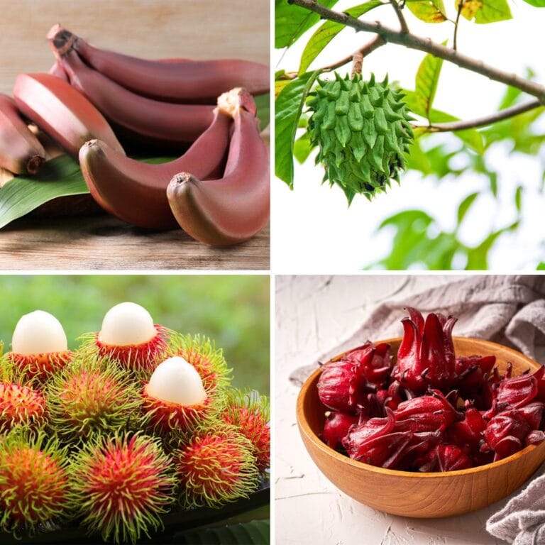 31 Fruits That Start With R (I never knew #11 existed!)