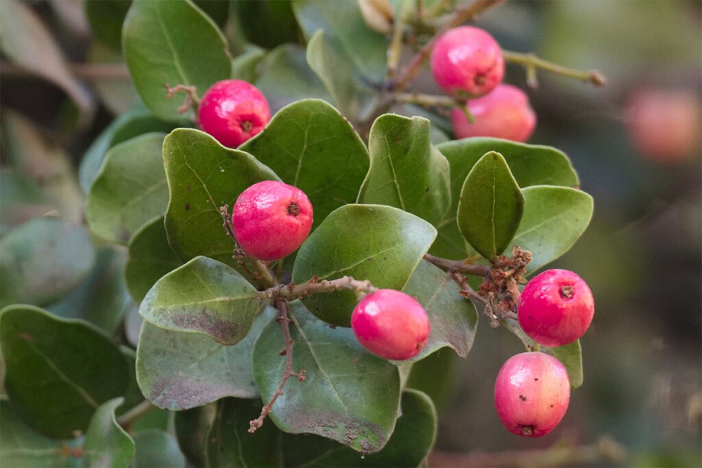 25 Surprising Fruits Starting With P (watch out for #23!)