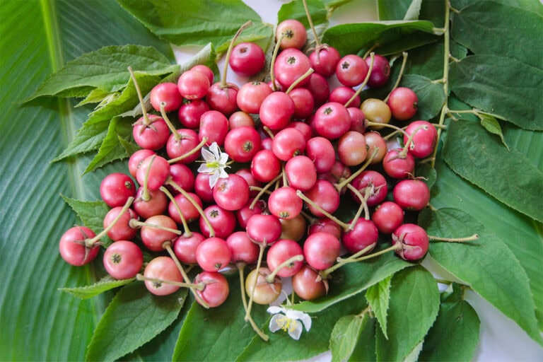 31 Fruits That Start With R (I never knew #11 existed!)