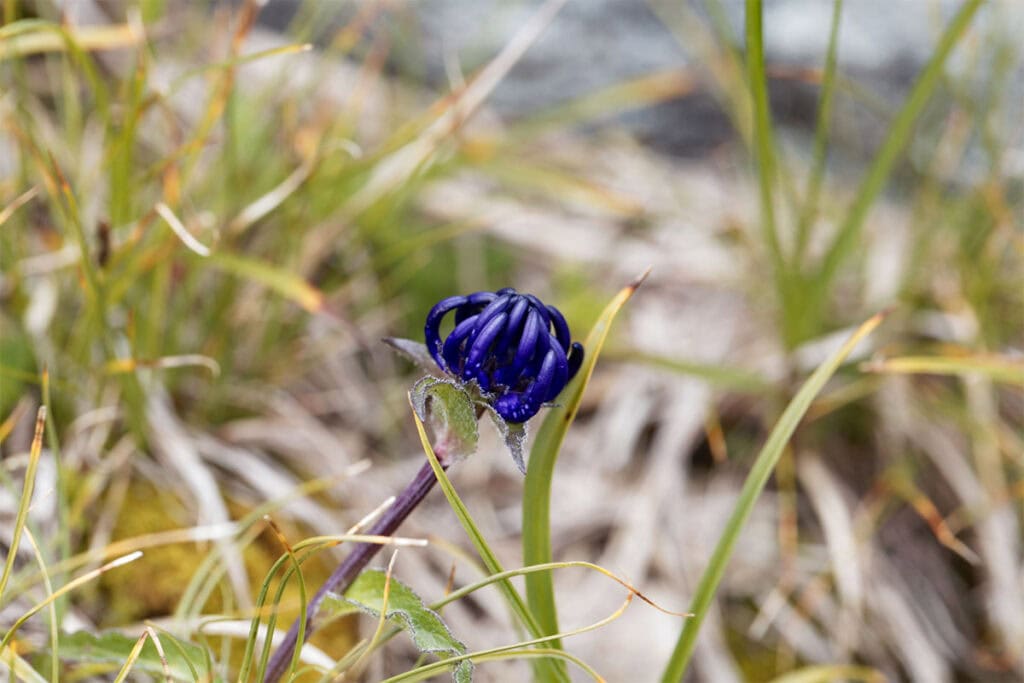 22 Vegetables That Start With R (2025 edition)