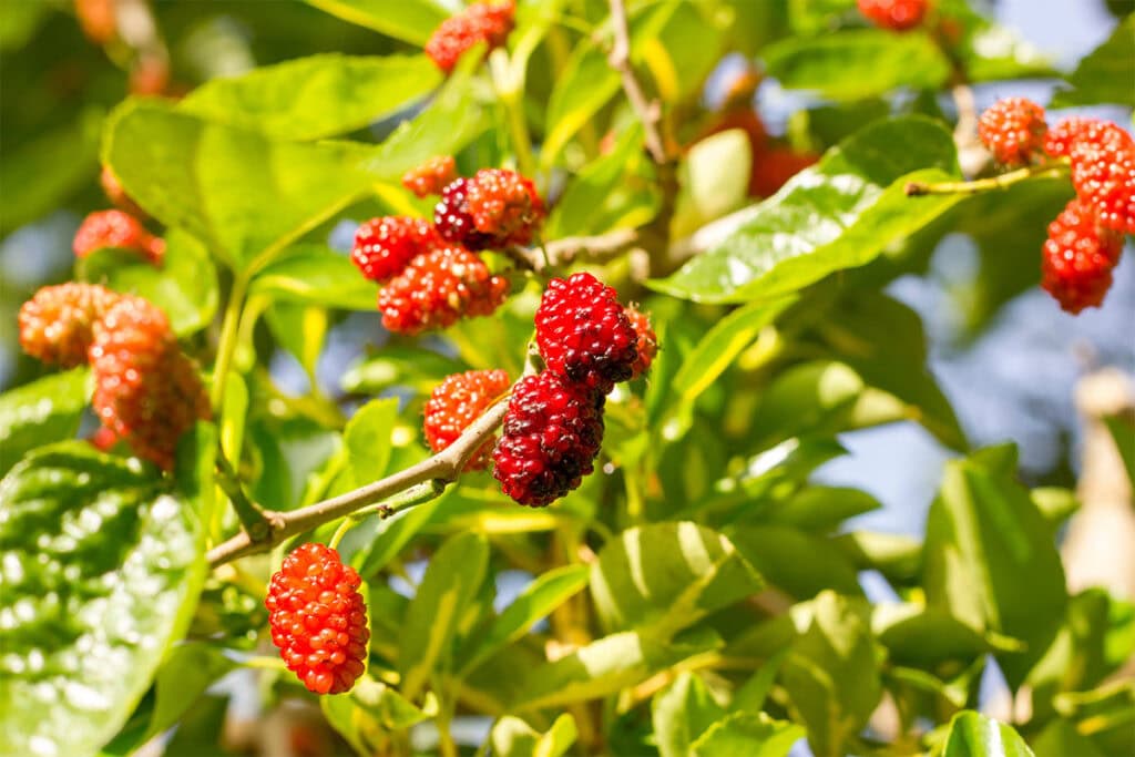 31 Fruits That Start With R (I never knew #11 existed!)