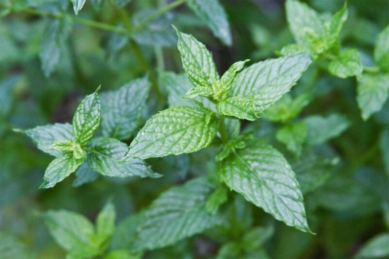 Vegetables That Start With S (with pictures and facts)