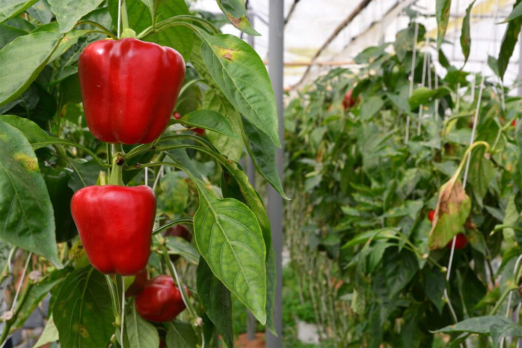 Weird & Surprising Fruits That Start With S (#2 is scary!)