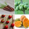24 Vegetables that start with P (Facts and Pictures)