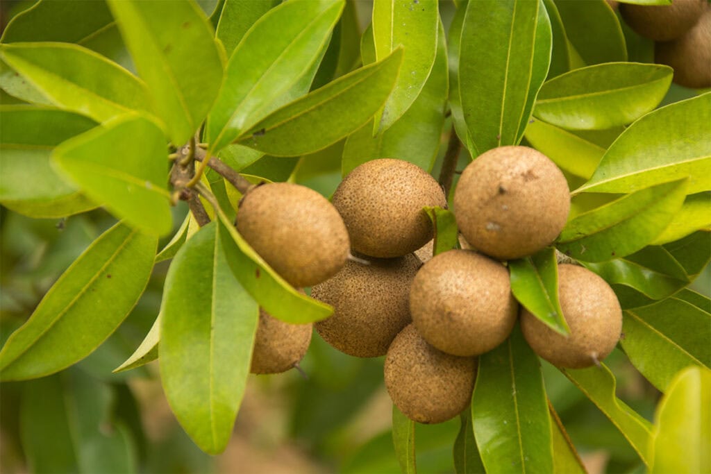 Weird & Surprising Fruits That Start With S (#2 is scary!)