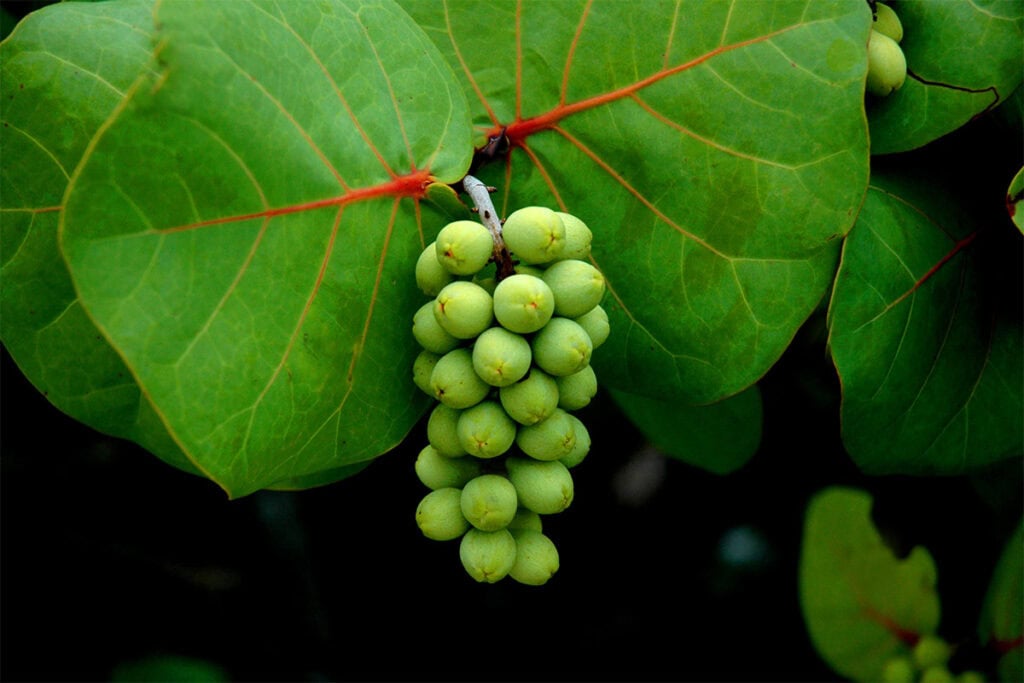 Weird & Surprising Fruits That Start With S (#2 is scary!)