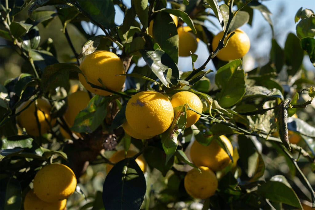 Weird & Surprising Fruits That Start With S (#2 is scary!)