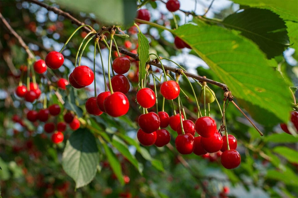 Weird & Surprising Fruits That Start With S (#2 is scary!)