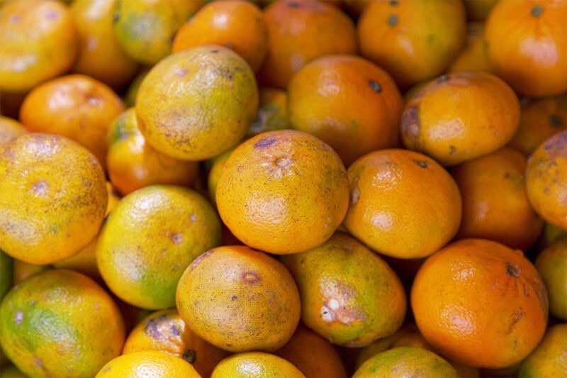 25 Surprising Fruits That Start With T: Can You Guess?