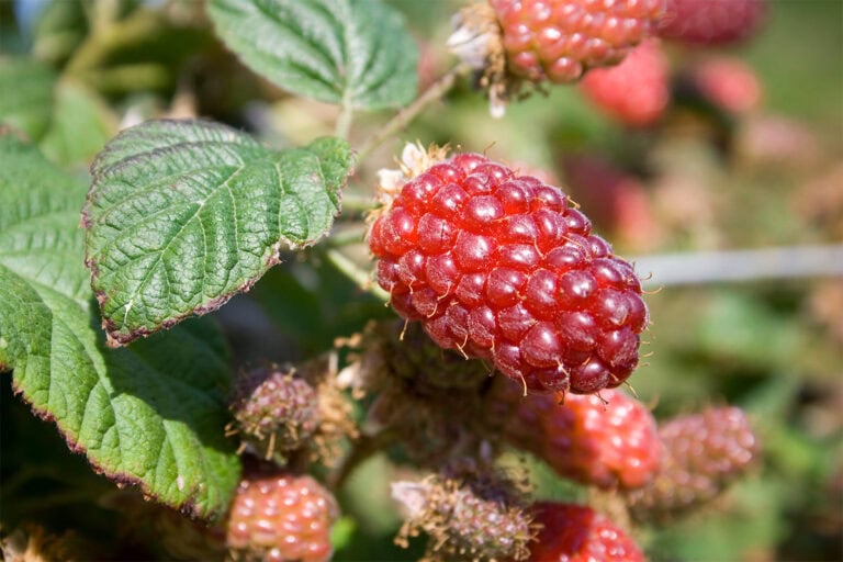 25 Surprising Fruits That Start With T: Can You Guess?
