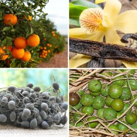 16 Fruits That Start With V (Watch out for #16!)