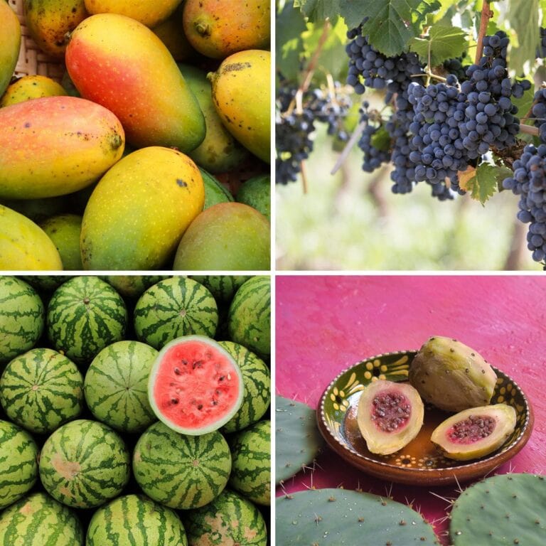 10 Fruits That Start With X (Watch out for #10!)