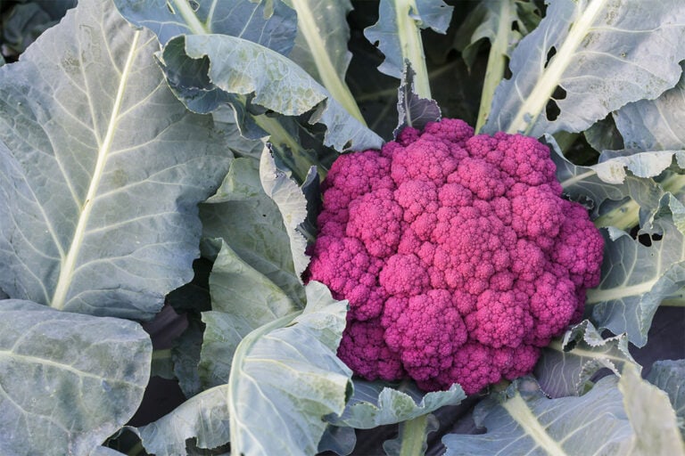 Surprising Vegetables That Start With V (2025 edition)