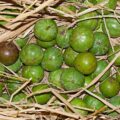 16 Fruits That Start With V (Watch out for #16!)