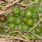 16 Fruits That Start With V (Watch out for #16!)