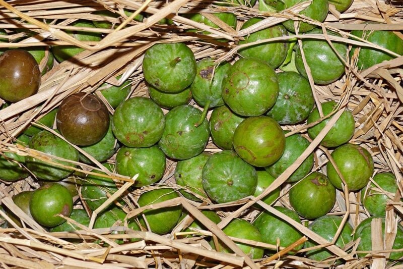16 Fruits That Start With V (Watch out for #16!)