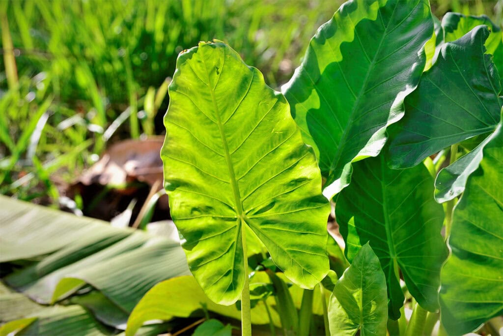 31 Foods That Start With X (With Pictures & Facts)