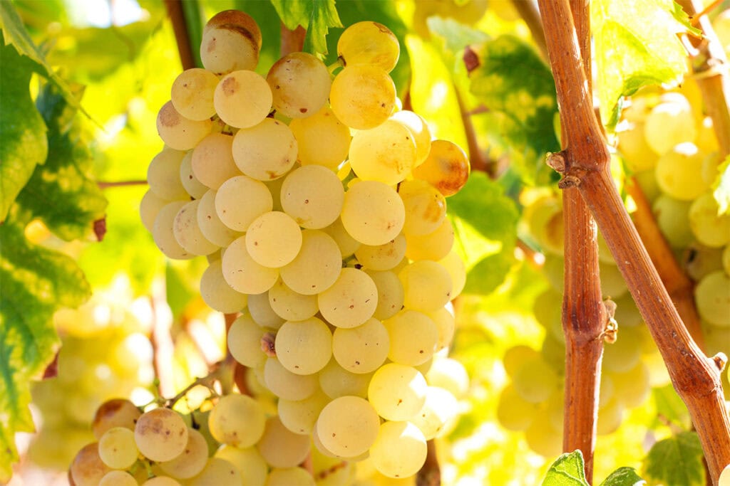 31 Foods That Start With X (With Pictures & Facts)