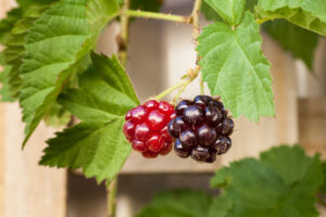 20 Fruits That Start With Y (With Pictures and Facts)