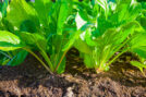 Can You Name These 19 Vegetables That All Start With Y?
