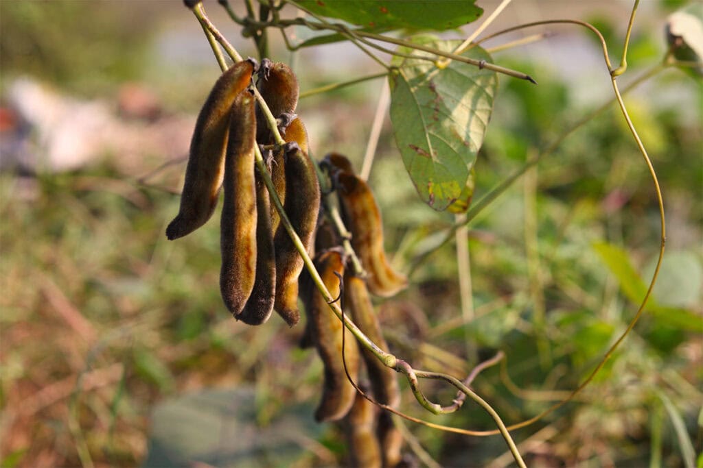 Can You Name These 19 Vegetables That All Start With Y?